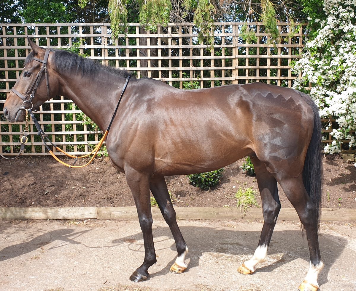 MY BOBBY DAZZLER – Rowley Racing