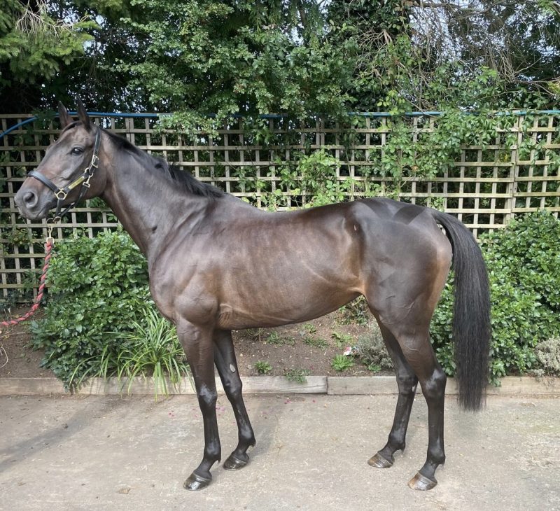 National Hunt – Rowley Racing