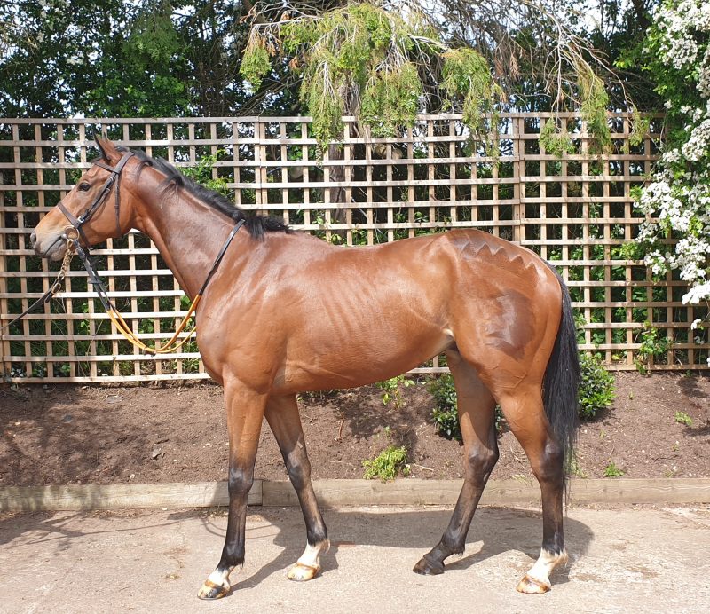 National Hunt – Rowley Racing