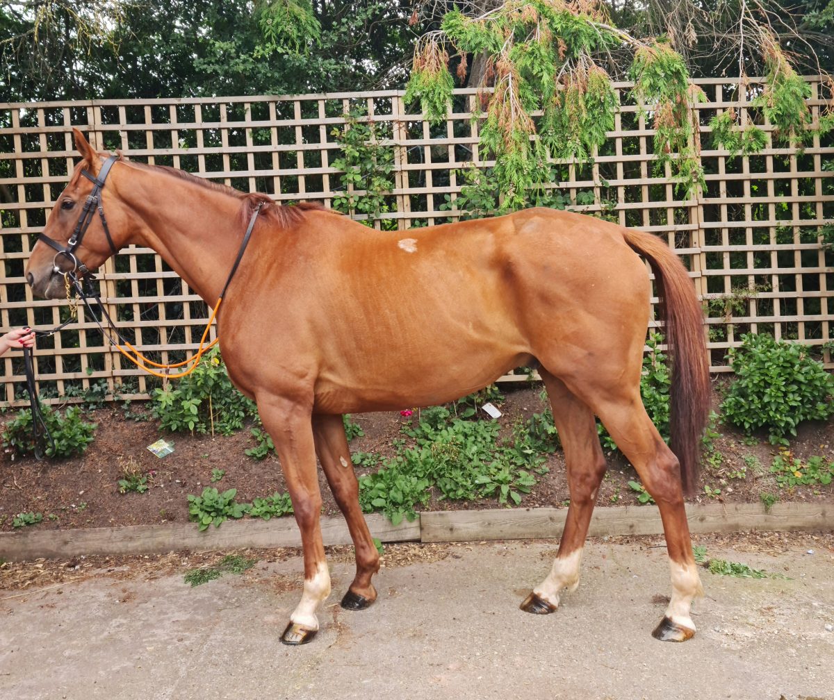 National Hunt – Rowley Racing