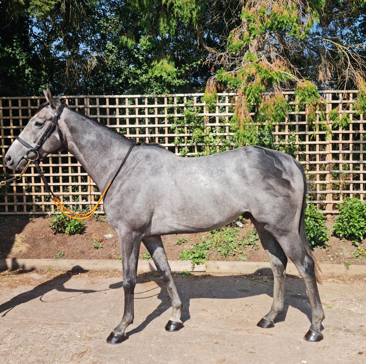 National Hunt – Rowley Racing