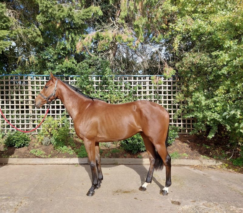 National Hunt – Rowley Racing