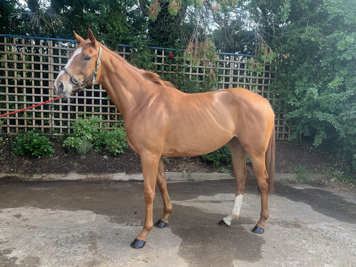 National Hunt – Rowley Racing