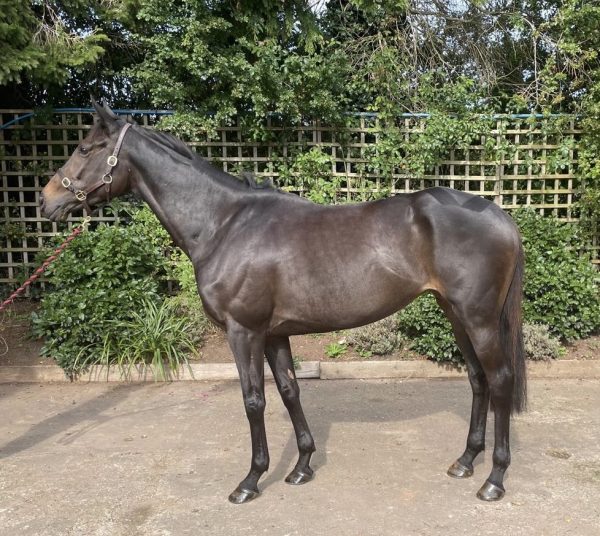 National Hunt – Rowley Racing