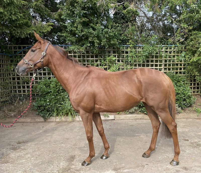 National Hunt – Rowley Racing