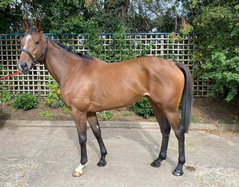 National Hunt – Rowley Racing