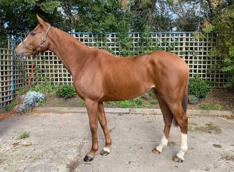 National Hunt – Rowley Racing