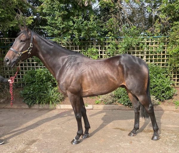 National Hunt – Rowley Racing