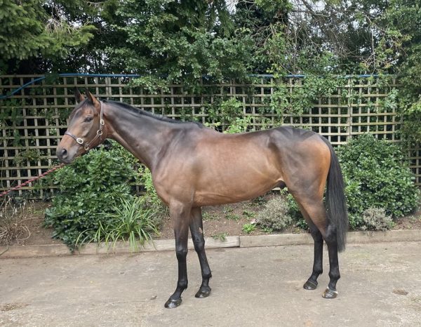 National Hunt – Rowley Racing