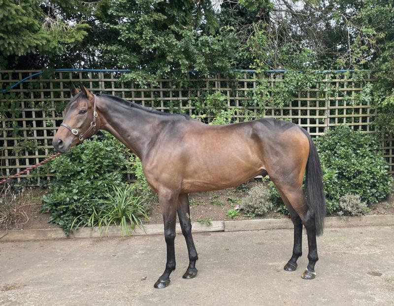 National Hunt – Rowley Racing