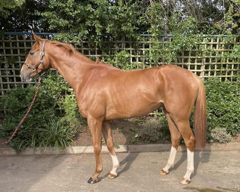 National Hunt – Rowley Racing