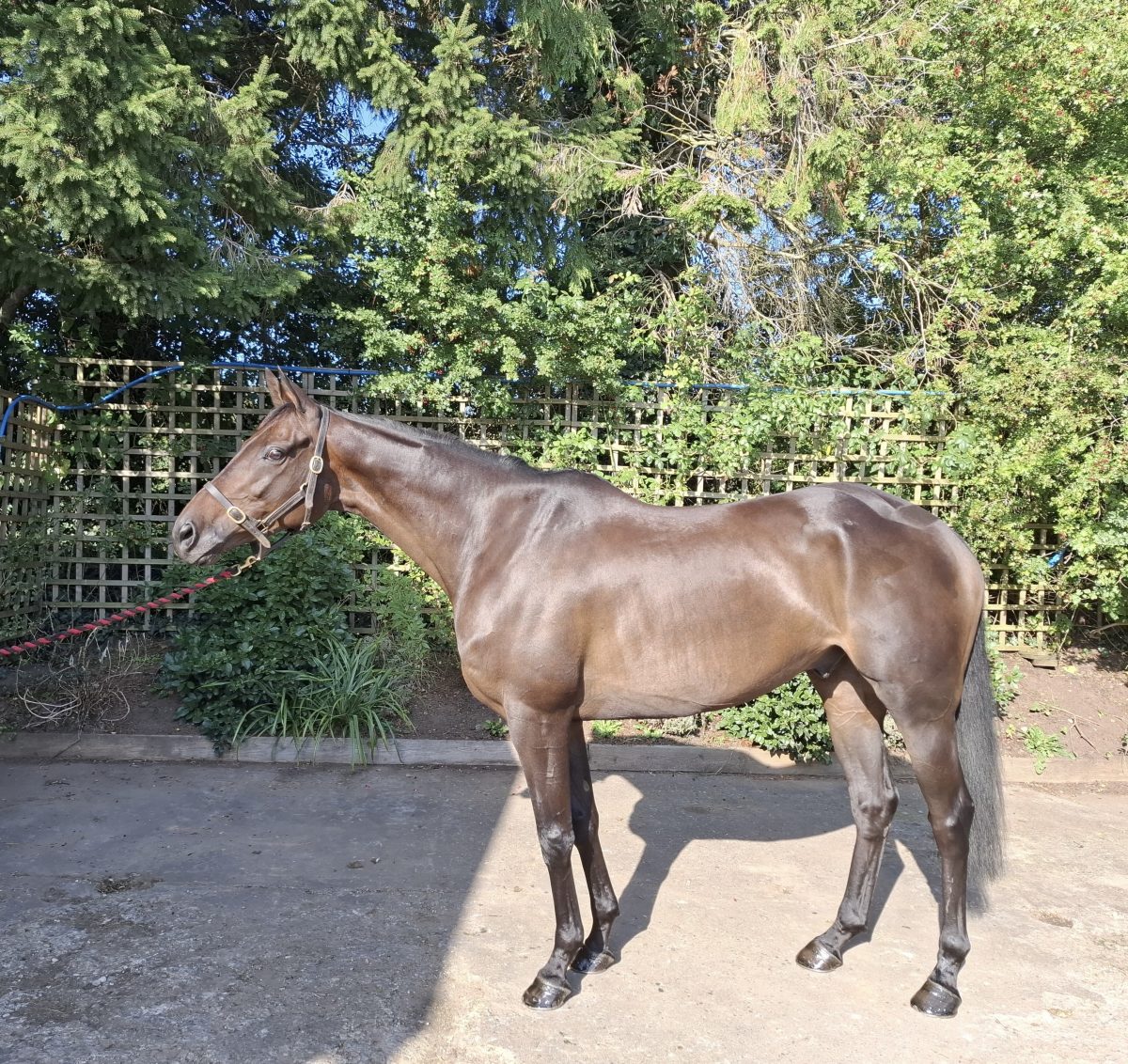 National Hunt – Rowley Racing