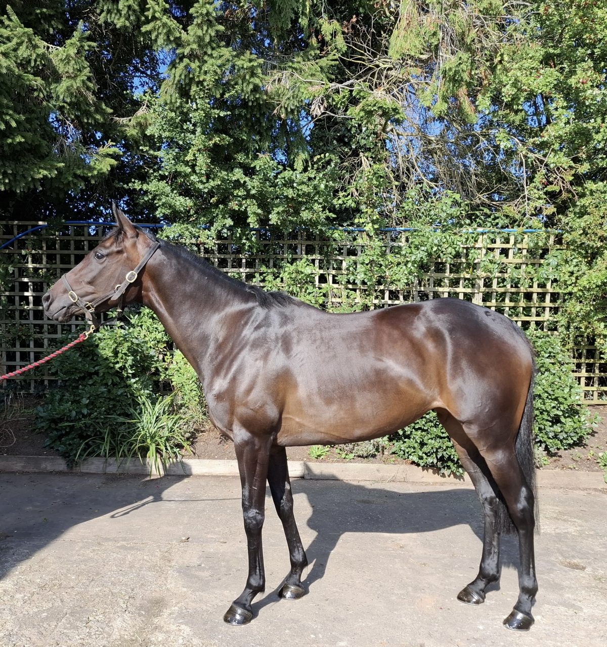 National Hunt – Rowley Racing